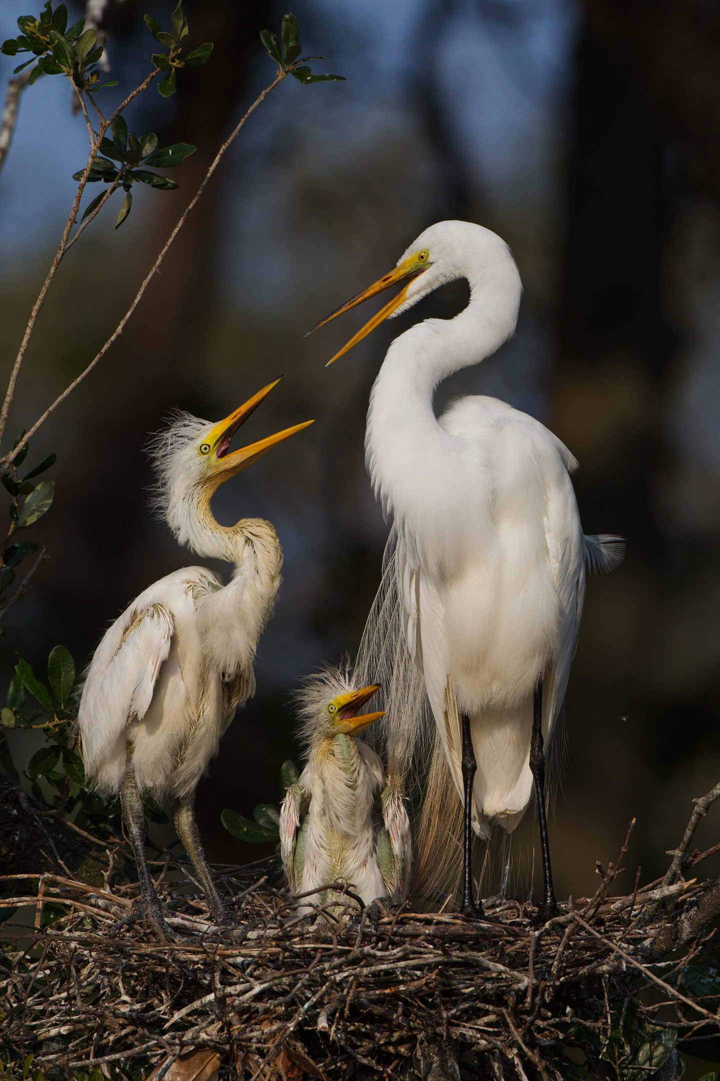 Great Egret and Chicks – Museum of the Red River
