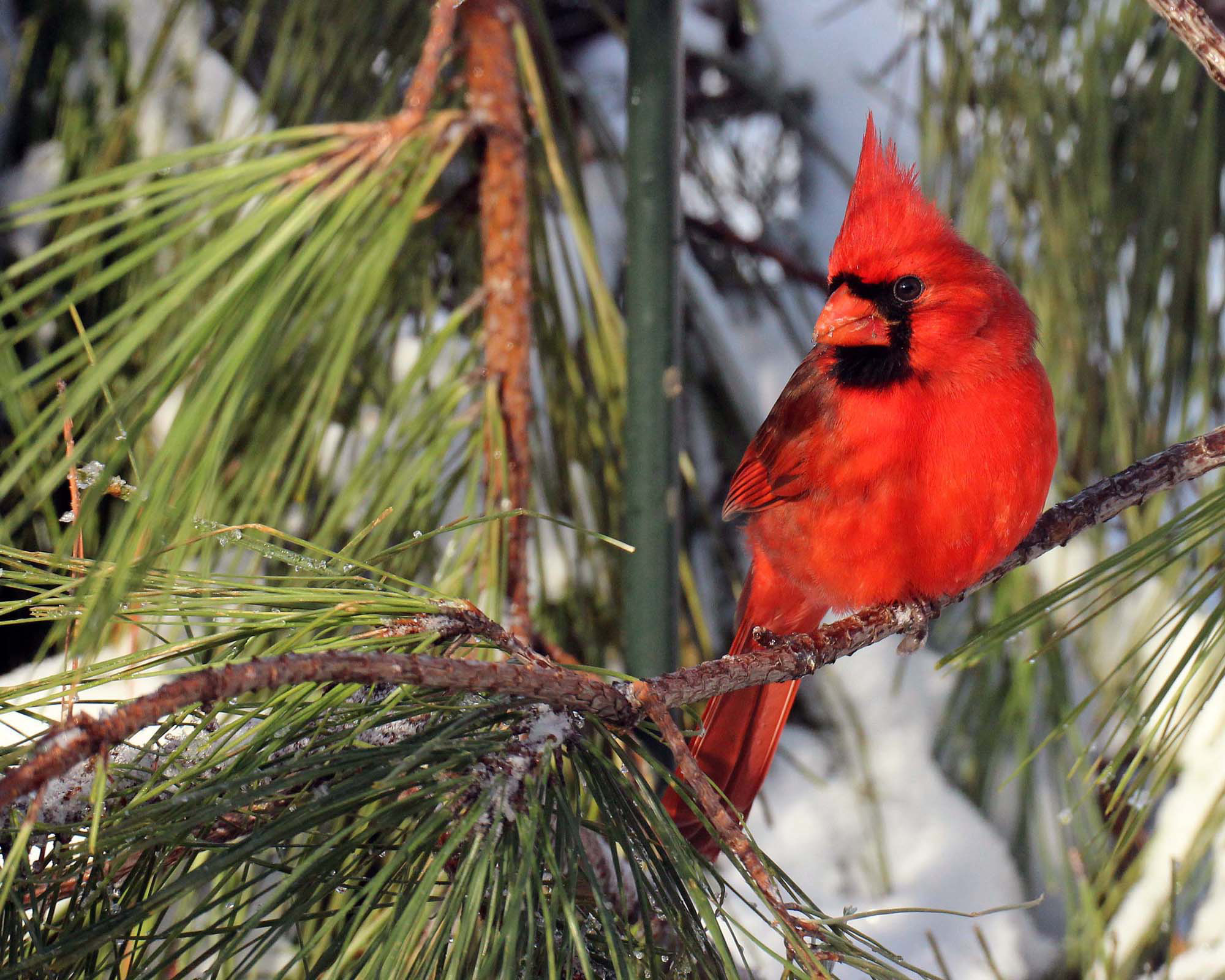 Northern Cardinal #1 – Museum of the Red River